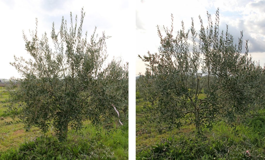 EVERYBODY, IT IS TIME TO PRUNE THE OLIVES AND DO IT SOON – IL Fiorello