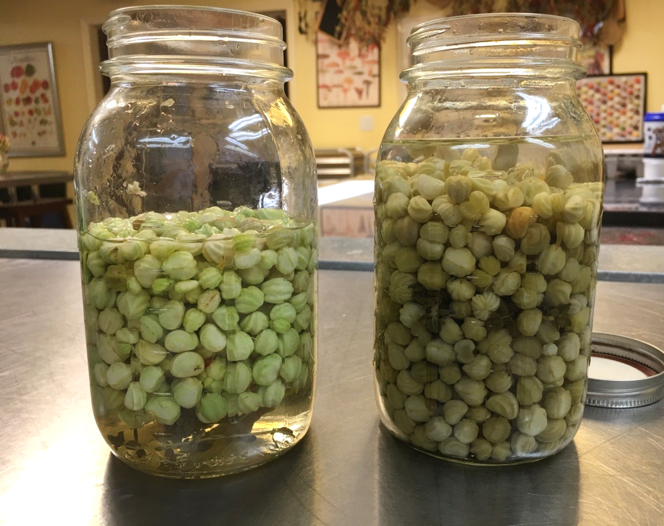 Nasturtium Capers – IL Fiorello