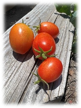 Organic Farming is Important – IL Fiorello